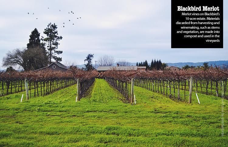 Blackbird Vineyards: Napa Chic Winery and Gallery